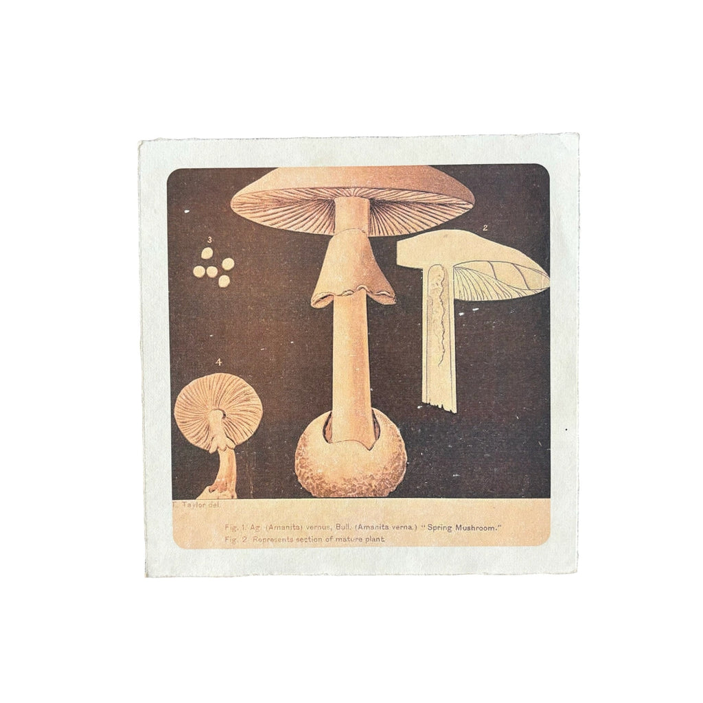 8"x8" Shrooms on Olive - Flora & Fauna Collection – Sugarboo & Co Wholesale