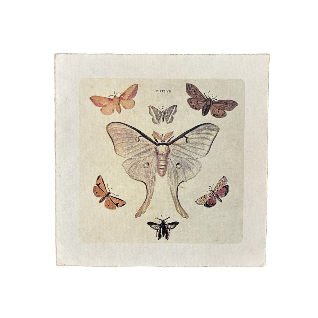 8"x8" Dancing Moths - Flora & Fauna Collection – Sugarboo & Co Wholesale