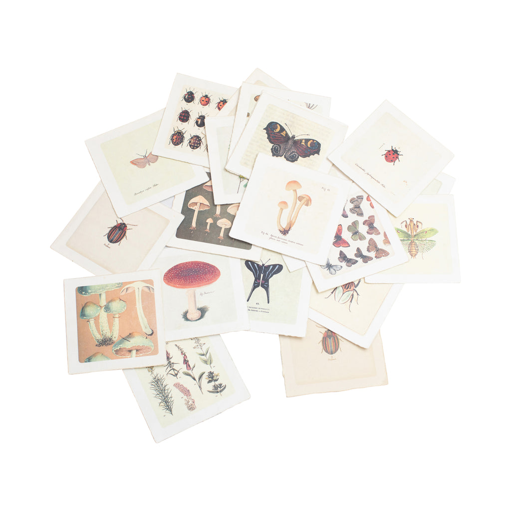 Flora & Fauna Collection - Assorted Set of 24 (5"x5") – Sugarboo & Co ...