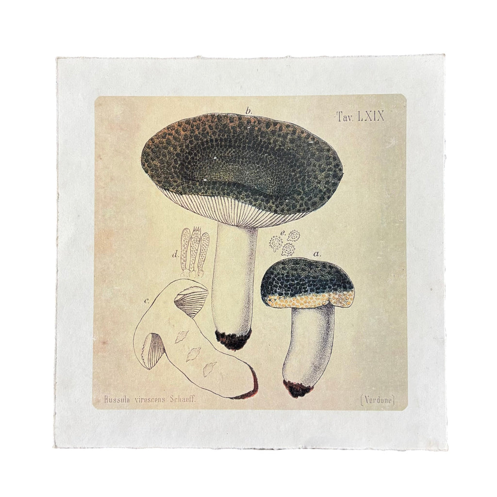 11"x11" Green Shrooms - Flora & Fauna Collection – Sugarboo & Co Wholesale