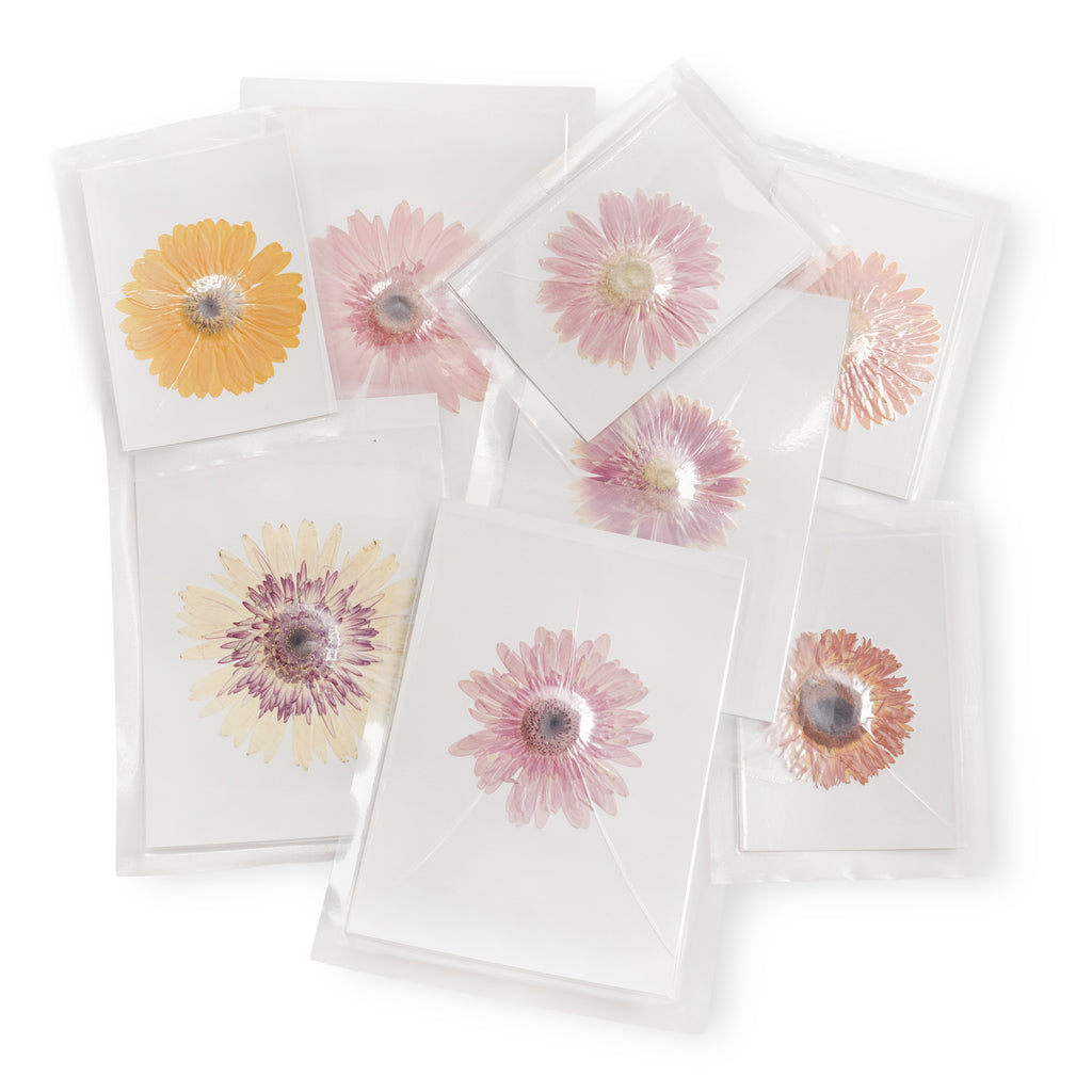 Pressed Gerbera Collection- Assorted Set Of 24 – Sugarboo & Co Wholesale