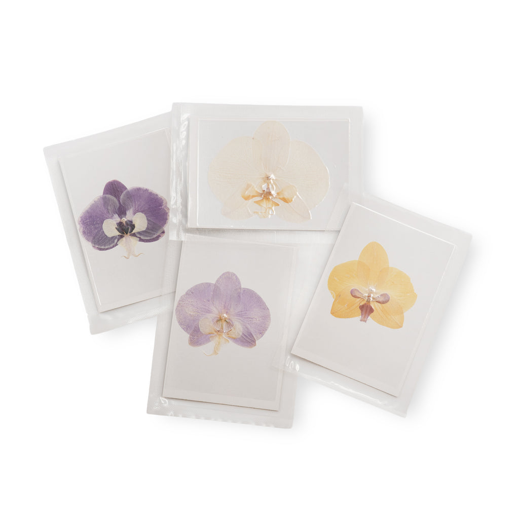 Pressed Orchid Collection- Assorted Set Of 12 – Sugarboo & Co Wholesale