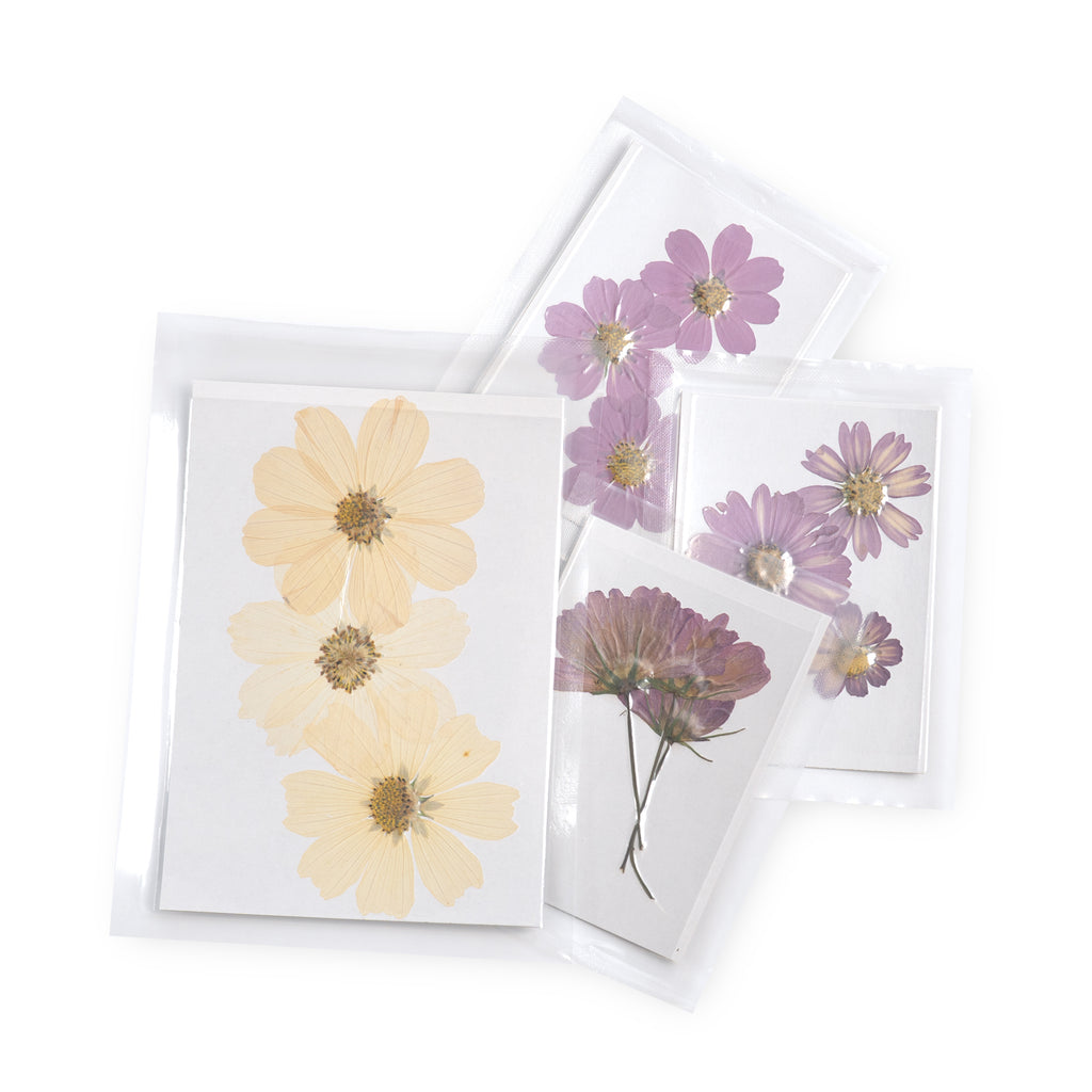 Pressed Cosmos Collection- Assorted Set Of 24 – Sugarboo & Co Wholesale